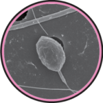 Elementor #395 - Planktomania